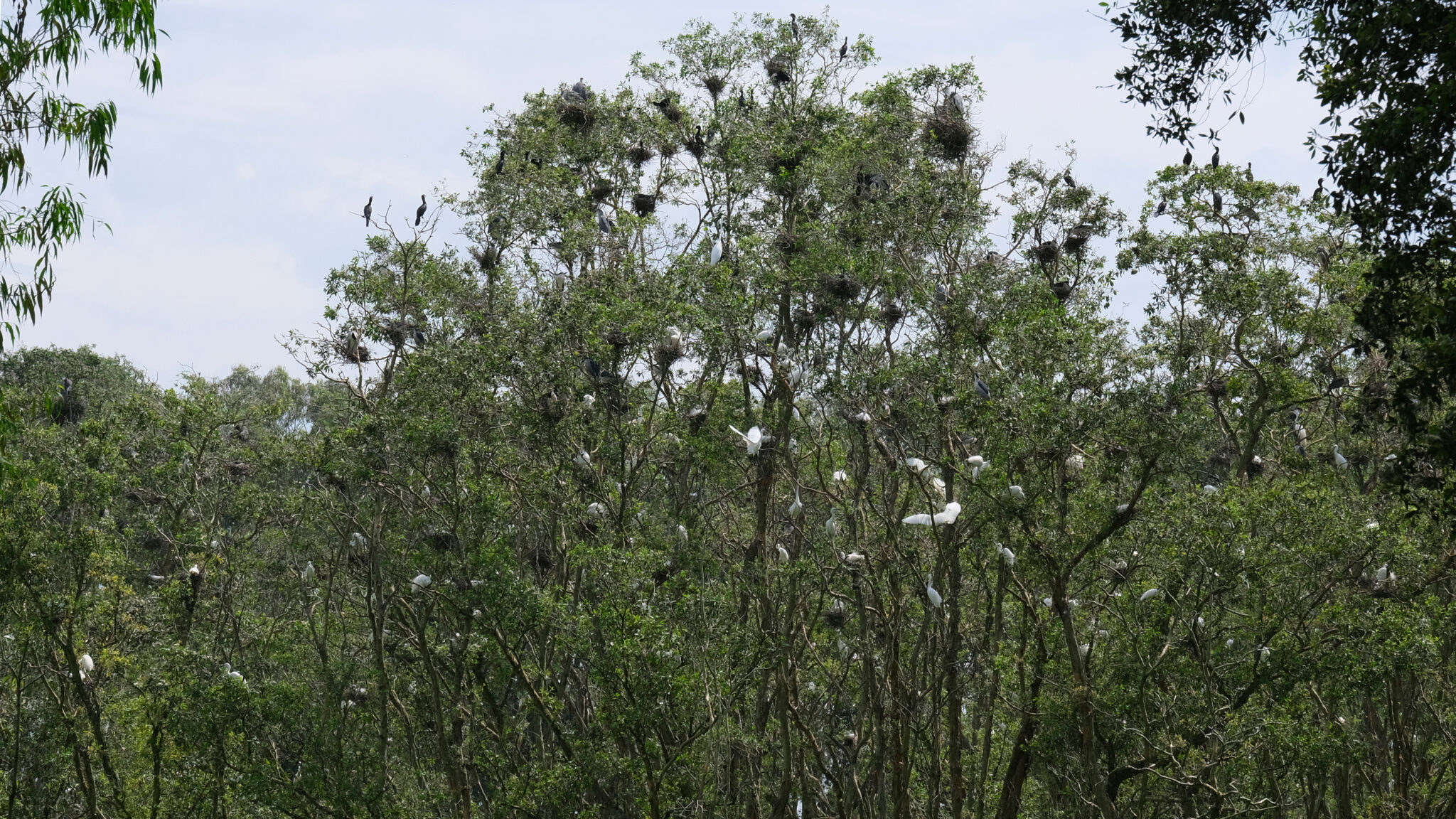 TRA SU BIRD SANCTUARY-ANCIENT PAGODA - aldentravel