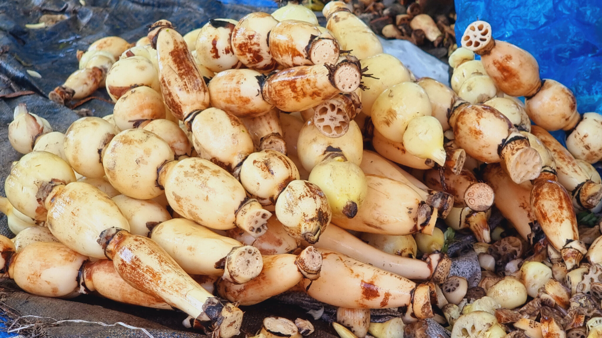Exploring the Best Delicate Art of Lotus Root Harvesting in Chau Doc ...